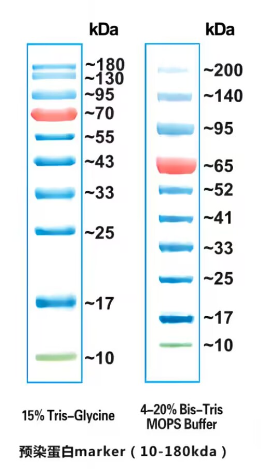 彩色预染蛋白 Marker（10-180 kDa）